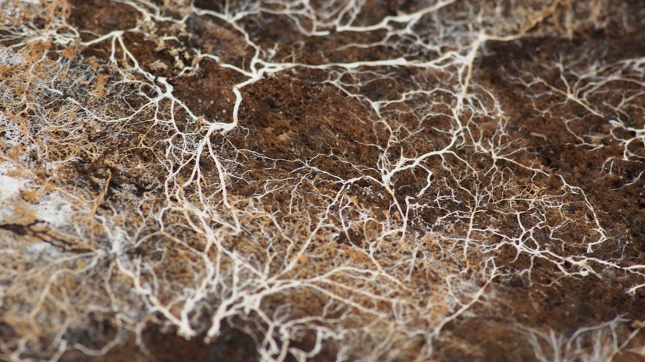 Mycorhizes : Le Guide Ultime - Lauvige Environnement